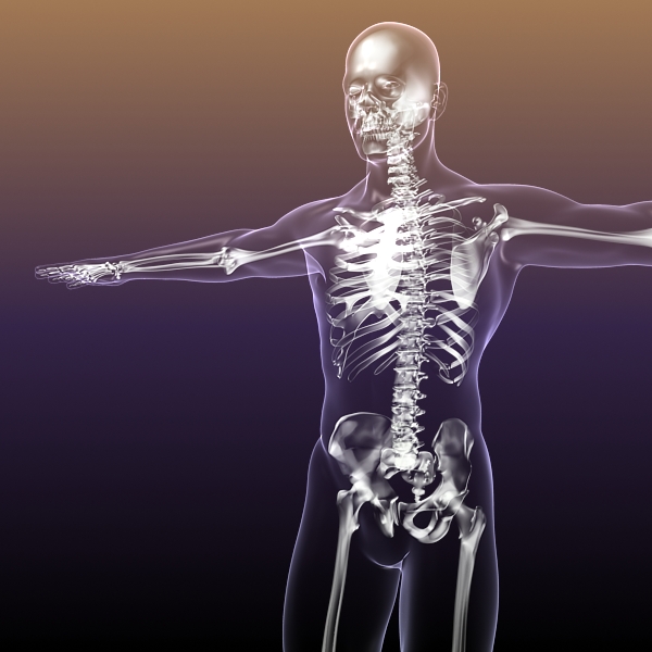 Human Skeleton In Body 3D Model FlatPyramid