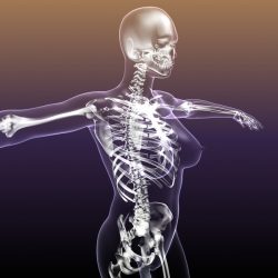 Female Skeleton inside Woman Body 3D Model - FlatPyramid