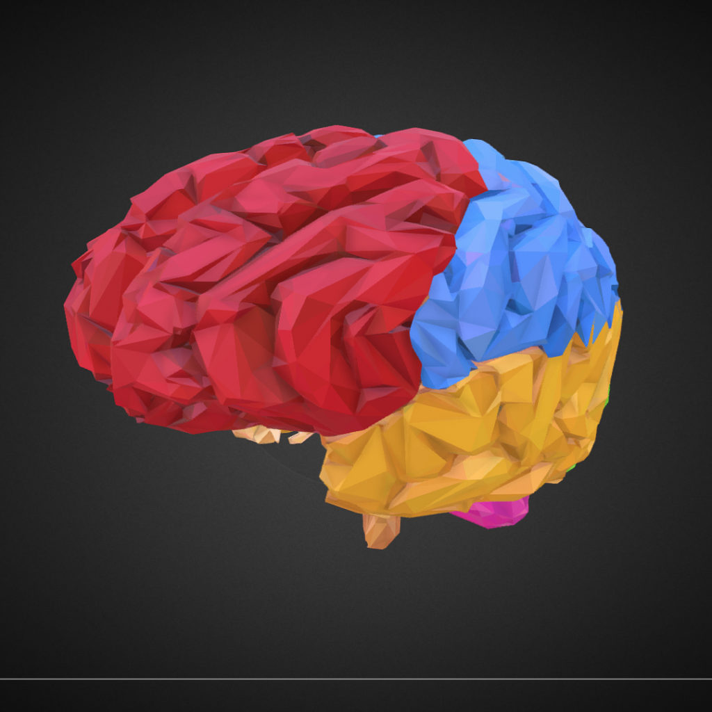 Brain 3D Model Free - FlatPyramid
