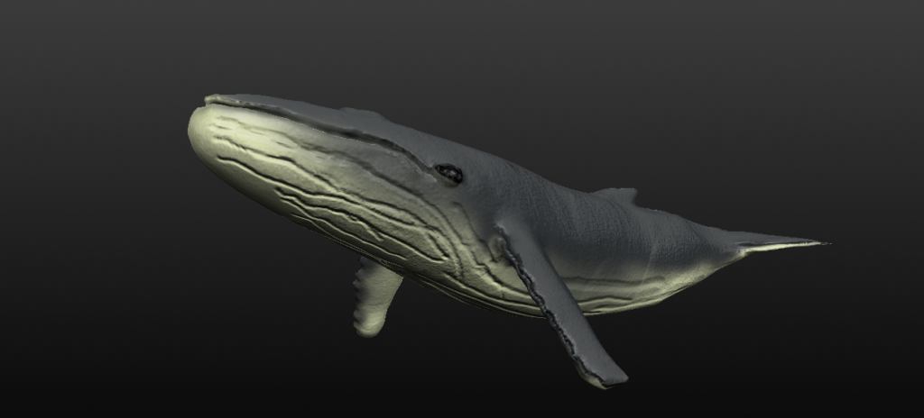 Humpback Whale 3D Model
