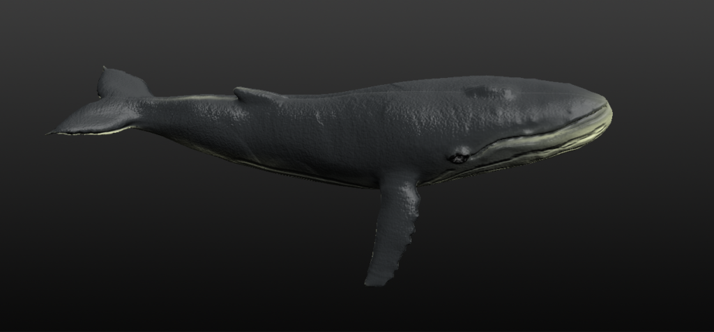 Humpback Whale 3D Model