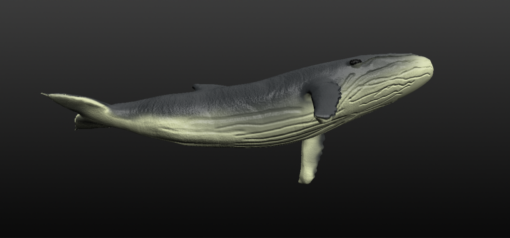 Humpback Whale 3D Model