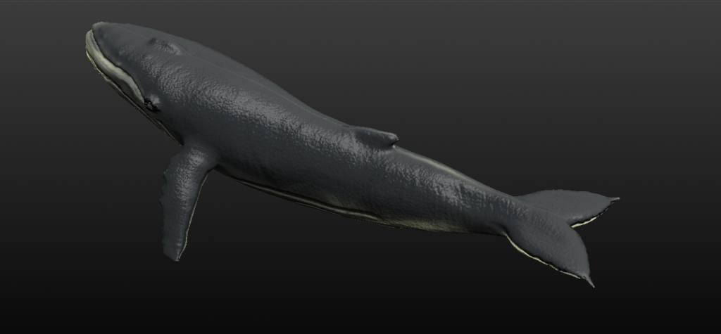 Humpback Whale 3D Model
