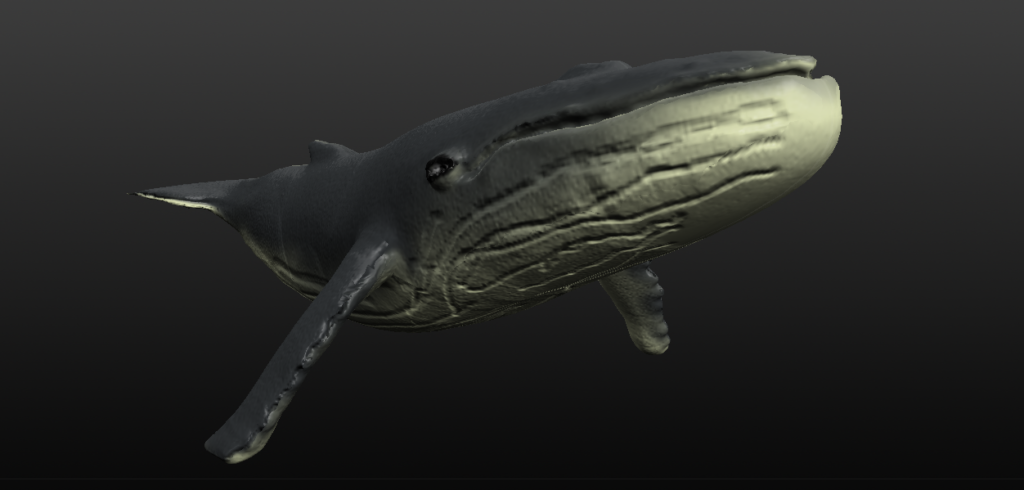 Humpback Whale 3D Model