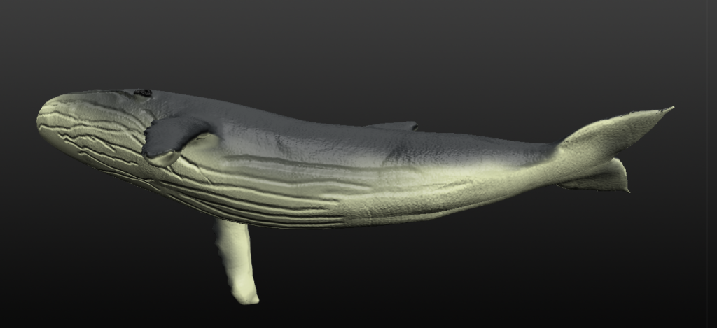 Humpback Whale 3D Model