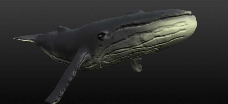 Humpback Whale 3D Model