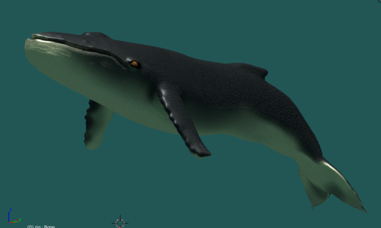 Humpback Whale 3D Model