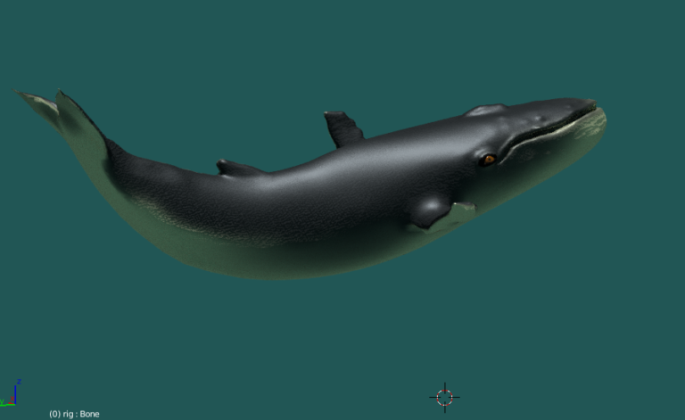 Humpback Whale 3D Model