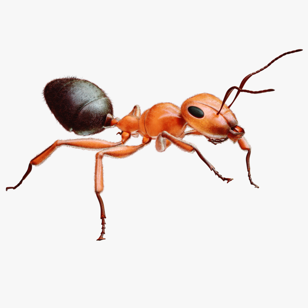 Ant 3D model 3D Model - FlatPyramid