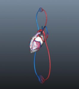 3D Human Blood Circulation Of Heart 3D Model - FlatPyramid