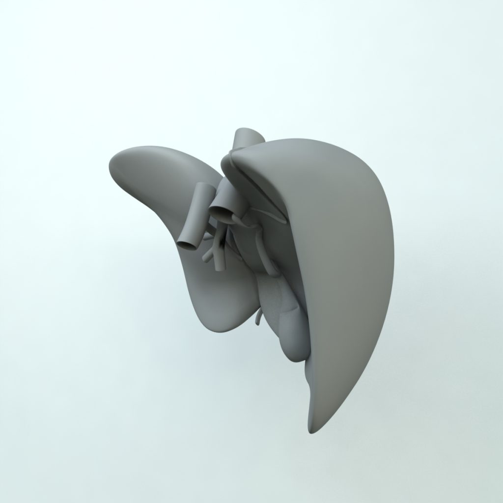 Liver 3D Model - FlatPyramid
