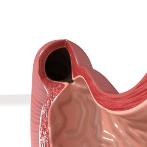 Realistic Stomach with Cutaway 3D Model - FlatPyramid