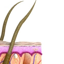 Skin & Hair Anatomy High Detail 3D Model - FlatPyramid