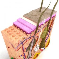 Skin & Hair Anatomy High Detail 3D Model - FlatPyramid