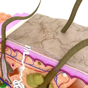 Skin & Hair Anatomy High Detail 3D Model - FlatPyramid