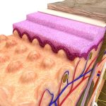 Skin & Hair Anatomy High Detail 3D Model - FlatPyramid