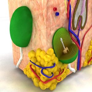 Skin & Hair Anatomy High Detail 3D Model - FlatPyramid