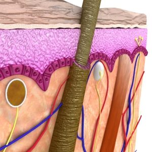 Skin & Hair Anatomy High Detail 3D Model - FlatPyramid