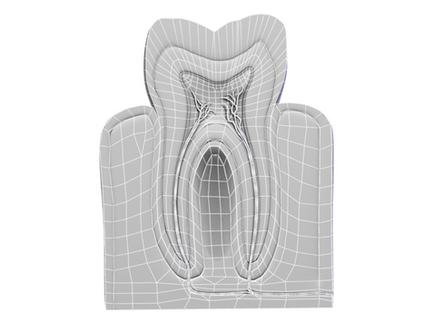 Tooth v2 3D Model - FlatPyramid