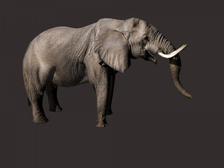 African Elephant 3D model