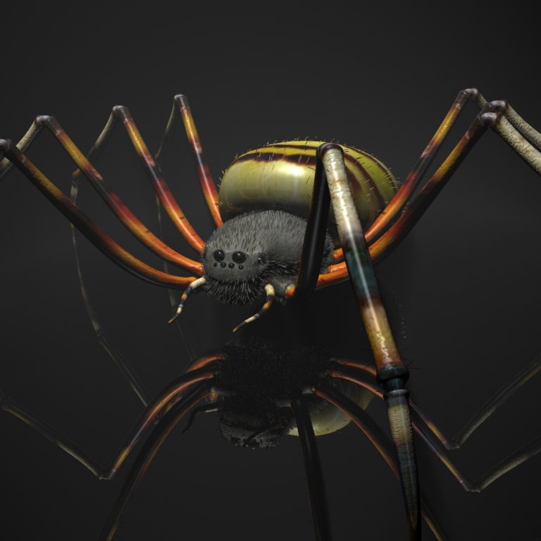 Spider Tiger Rigged 3D Model - FlatPyramid