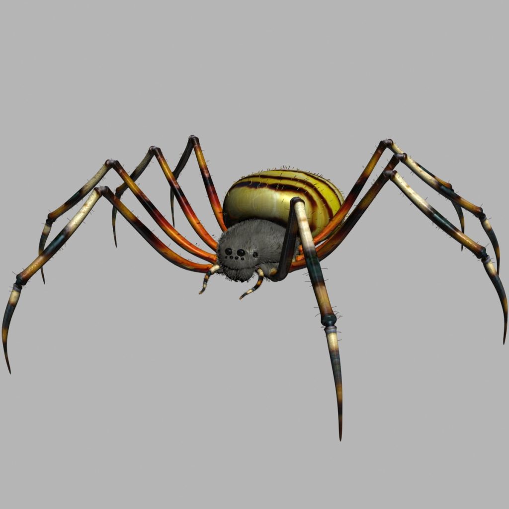 Spider Tiger Rigged 3D Model - FlatPyramid