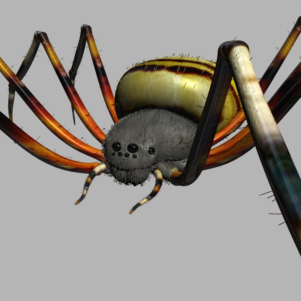 Spider Tiger Rigged 3D Model - FlatPyramid