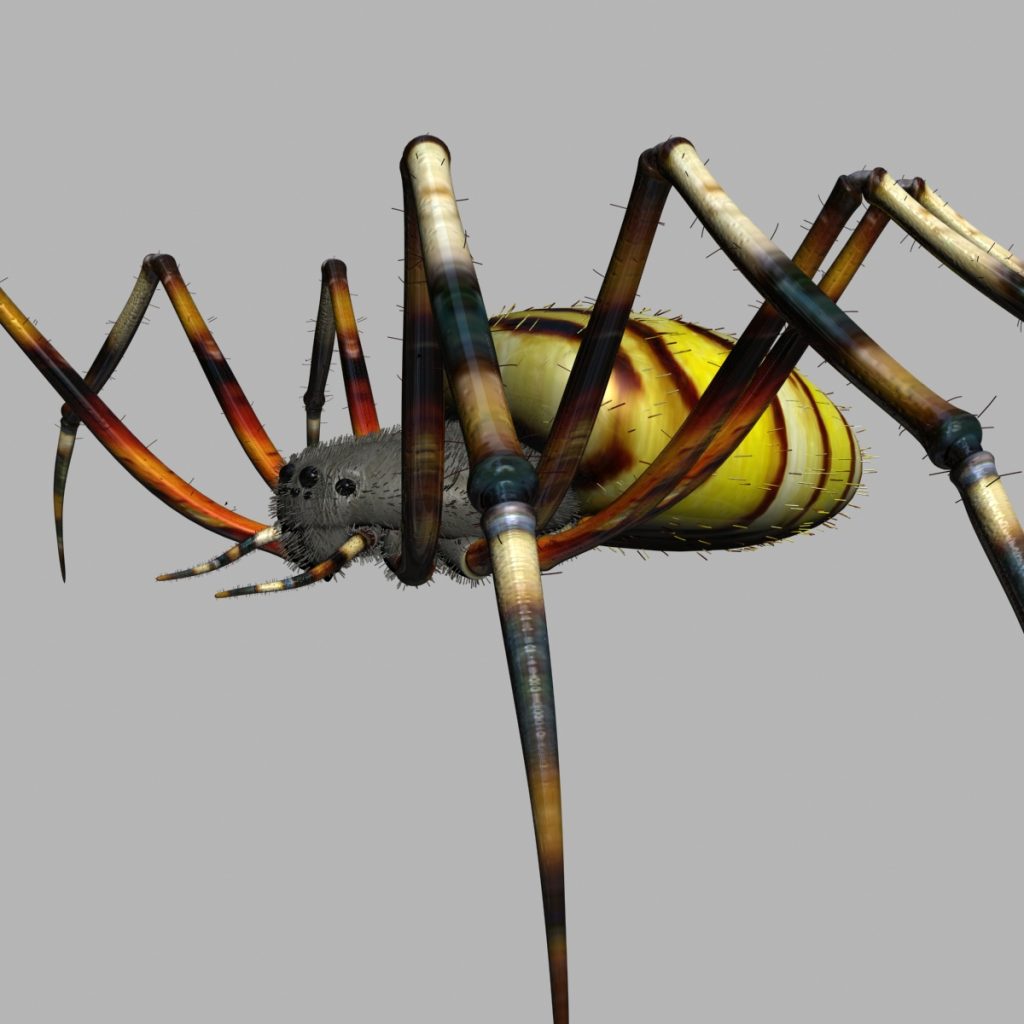 Spider Tiger Rigged 3D Model - FlatPyramid