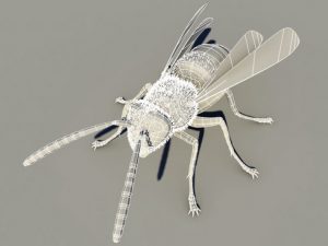 Wasp 3D Model - FlatPyramid