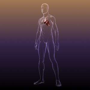 Heart in a Human Body 3D Model - FlatPyramid