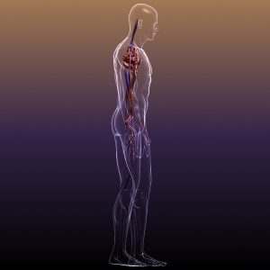 Circulatory System Anatomy in a Human Body 3D Model - FlatPyramid