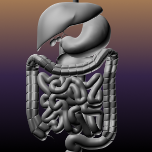 Digestive System of a Human 3D Model - FlatPyramid