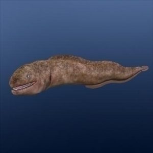 Moray Eel Animated 3D Model - FlatPyramid