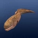 Moray Eel Animated 3D Model - FlatPyramid