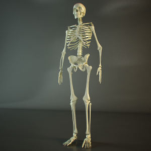 Skeleton of a Human 3D Model - FlatPyramid