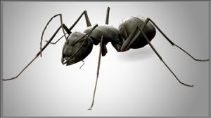 ant bug 3D Model - FlatPyramid