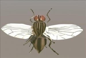 Insect 3D Models - FlatPyramid