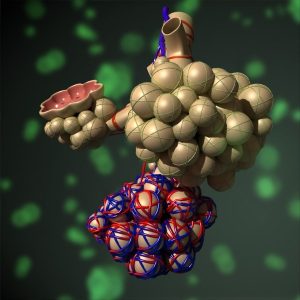 3D Model Alveoli Anatomy 3D Model - FlatPyramid