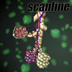 3D Model Alveoli Anatomy 3D Model - FlatPyramid