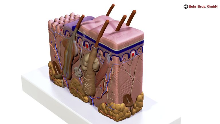 Human Skin Section 3D Model - FlatPyramid