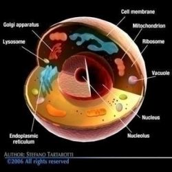 Microbiology 3D Models - FlatPyramid