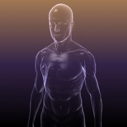Male And Female Anatomy - transparent bodies 3D Model - FlatPyramid