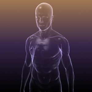 Male And Female Anatomy - transparent bodies 3D Model - FlatPyramid