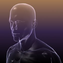 Male And Female Anatomy - transparent bodies 3D Model - FlatPyramid