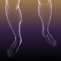 Male And Female Anatomy - transparent bodies 3D Model - FlatPyramid