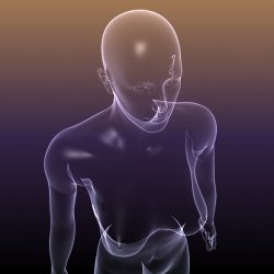 Male And Female Anatomy - transparent bodies 3D Model - FlatPyramid