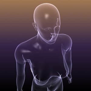 Male And Female Anatomy - transparent bodies 3D Model - FlatPyramid