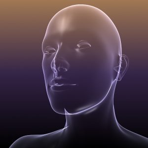 Male And Female Anatomy - transparent bodies 3D Model - FlatPyramid