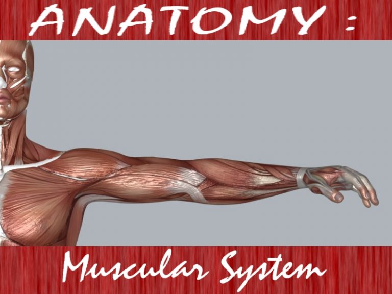 Muscular System 3D Model - FlatPyramid