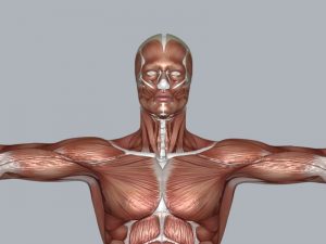Muscular System 3D Model - FlatPyramid